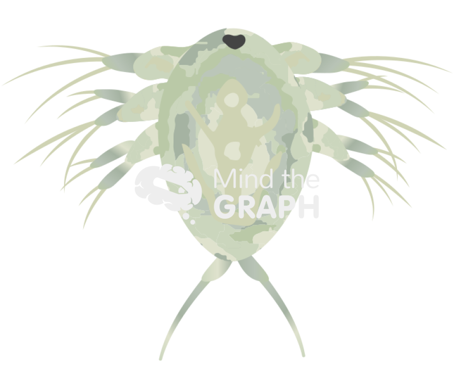 Acartia tonsa larval stage nauplii iii