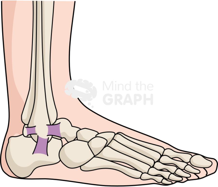 Free Ankle normal lateral body full Icons, Symbols, Pictures, and ...