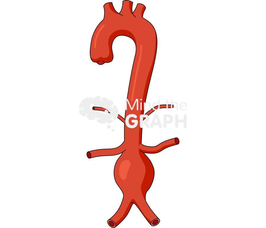 Free Aortic aneurysm front Icons, Symbols, Pictures, and Images | Mind ...