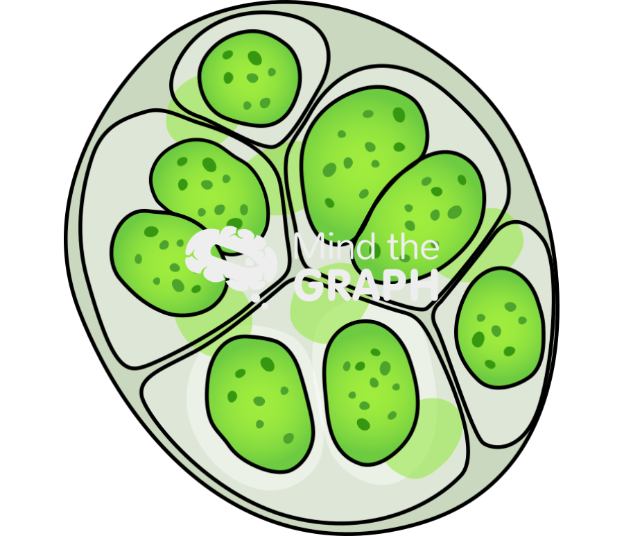 Free Aphanothece microscopica 1 Icons, Symbols, Pictures, and Images ...