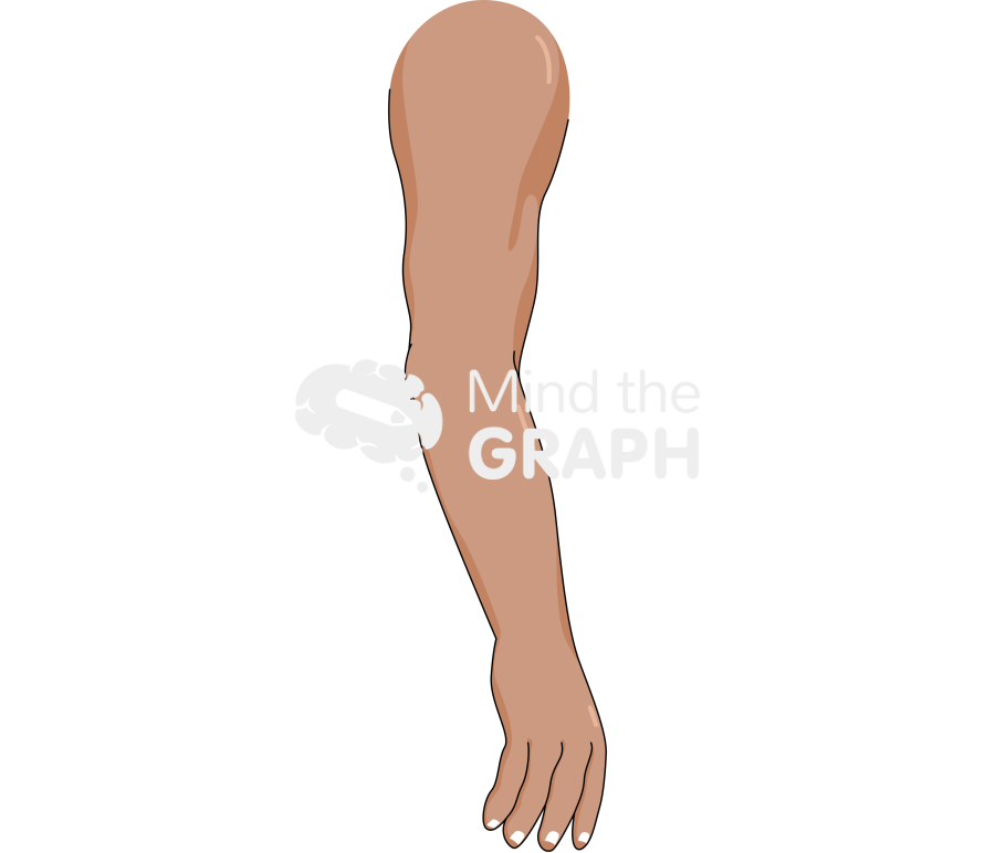 Arm anatomic side indian