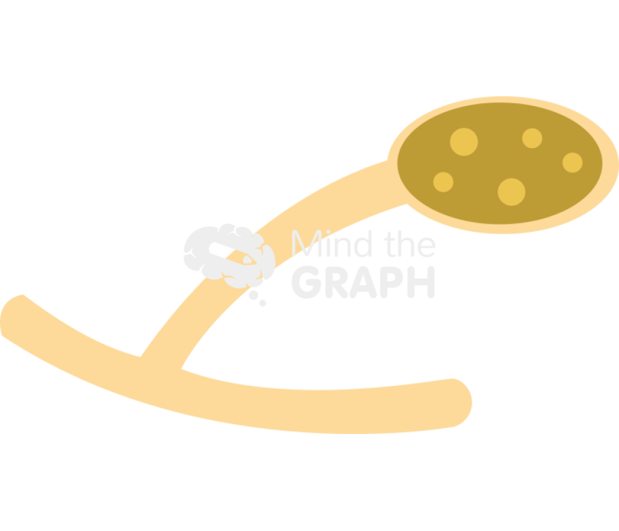 Free Blastomyces hypha Icons, Symbols, Pictures, and Images | Mind the ...