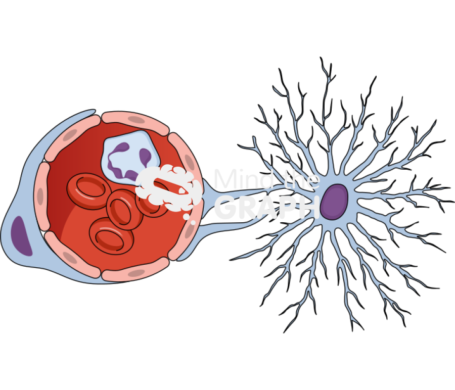 Free Blood vessel pericytes leukocyte astrocytes 1 transversal Icons ...