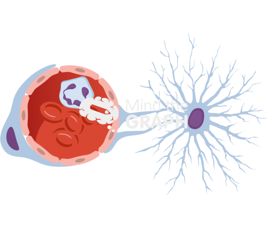 Free Blood vessel pericytes leukocyte astrocytes 1 transversal Icons ...