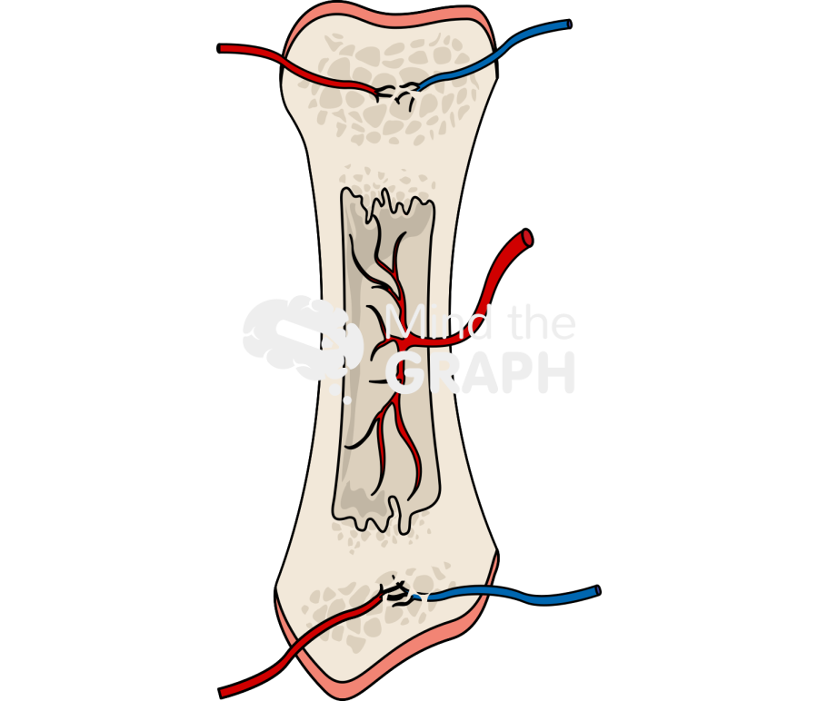 Free Bone growth 4 Icons, Symbols, Pictures, and Images | Mind the Graph