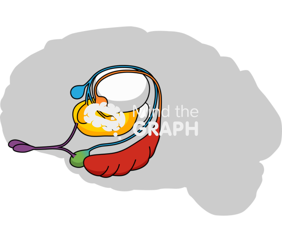 Brain human highlight structure shape lateral