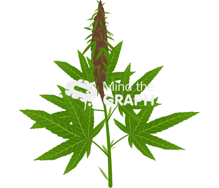 Free Cannabis sativa plant Icons, Symbols, Pictures, and Images | Mind ... Free Cannabis sativa plant Icons, Symbols, Pictures, and Images | Mind ...