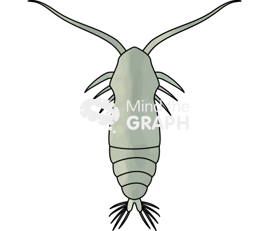 Free Cartia tonsa larval stage copepodites Icons, Symbols, Pictures ...