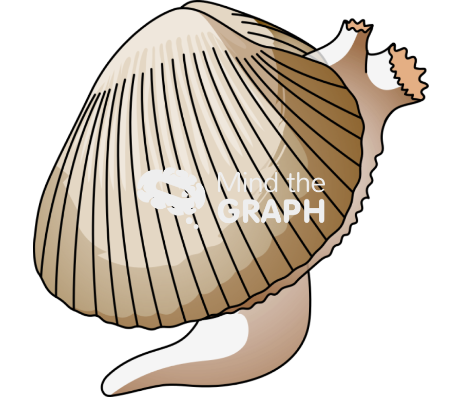 Free Cerastoderma edule bivalve Icons, Symbols, Pictures, and Images ...