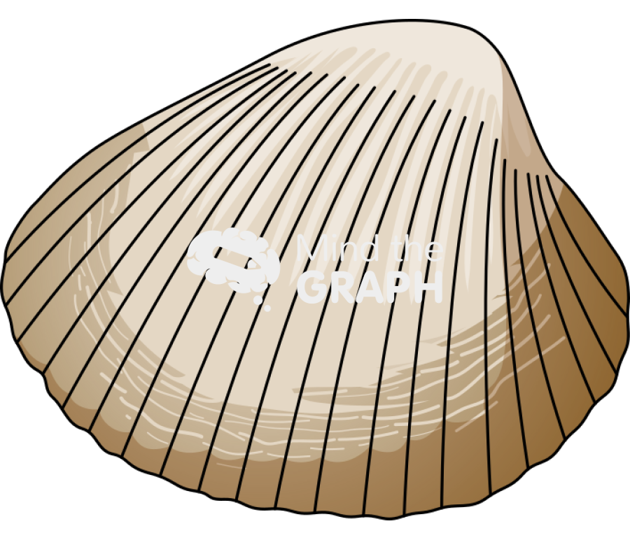 Cerastoderma edule bivalve front