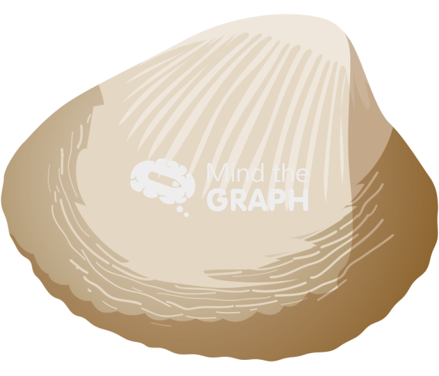 Free Cerastoderma edule bivalve front Icons, Symbols, Pictures, and ...