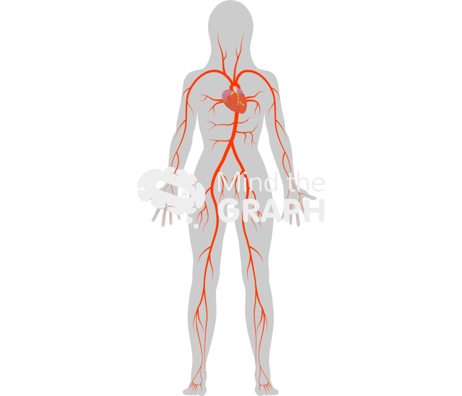 Free Circulatory system aorta body silhuet Icons, Symbols, Pictures ...