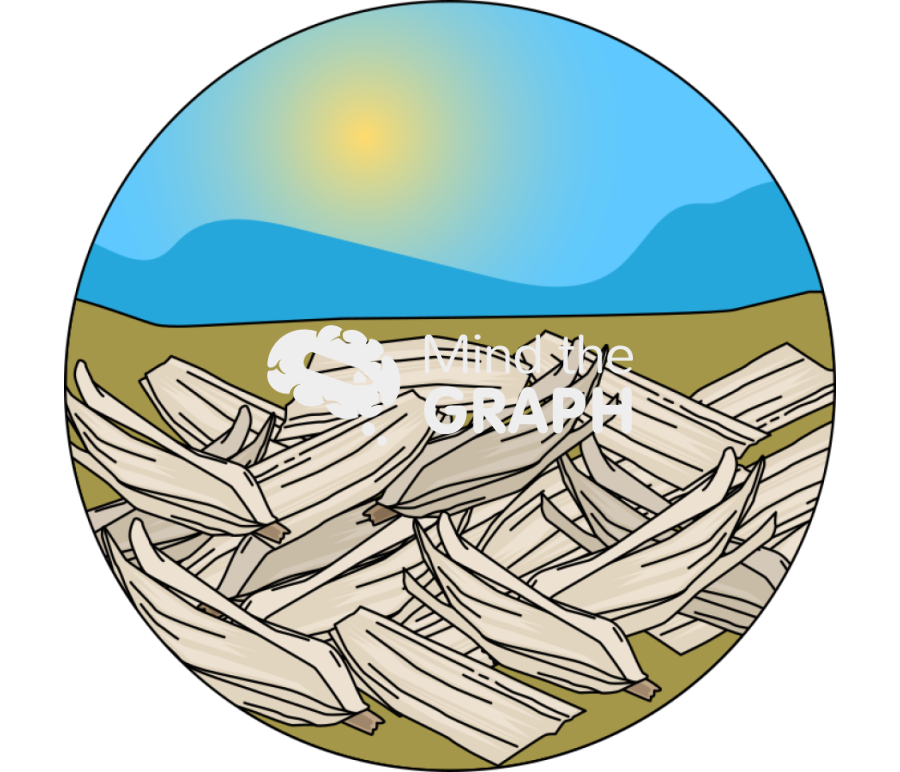 Free Dried corn husk zoom Icons, Symbols, Pictures, and Images | Mind ...