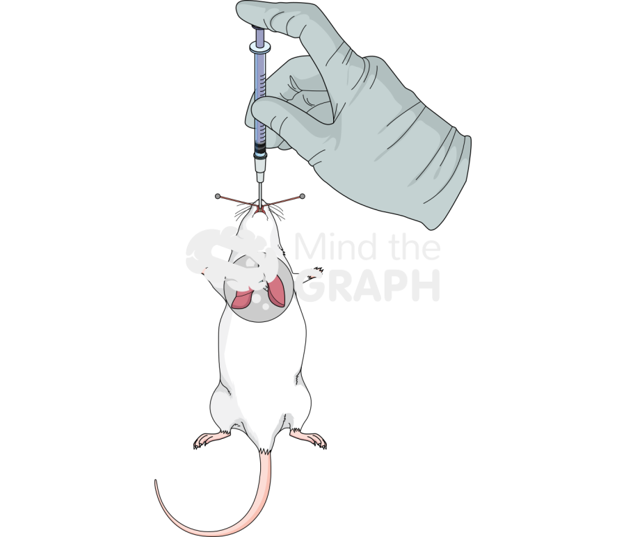 Endotracheal administration rat 3