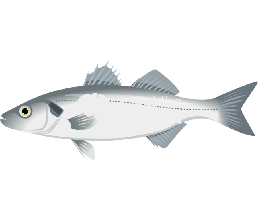 Free European seabass dicentrarchus labrax lateral Icons, Symbols ...