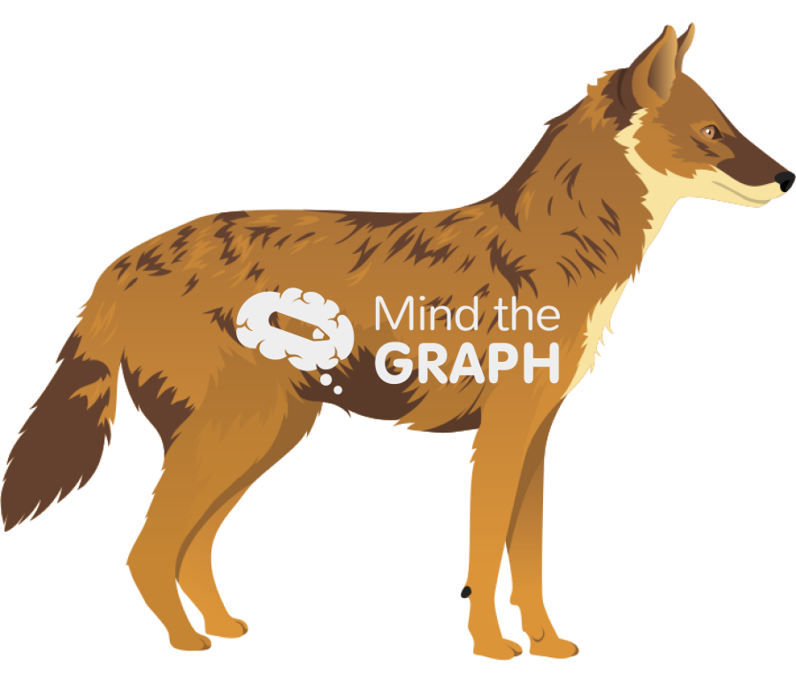 Jackal Clipart Jackal PNGs For Free Download