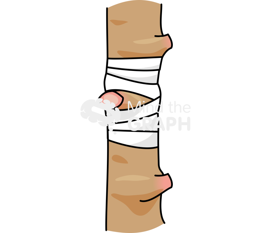 Free Grafting stalk 2 Icons, Symbols, Pictures, and Images | Mind the Graph