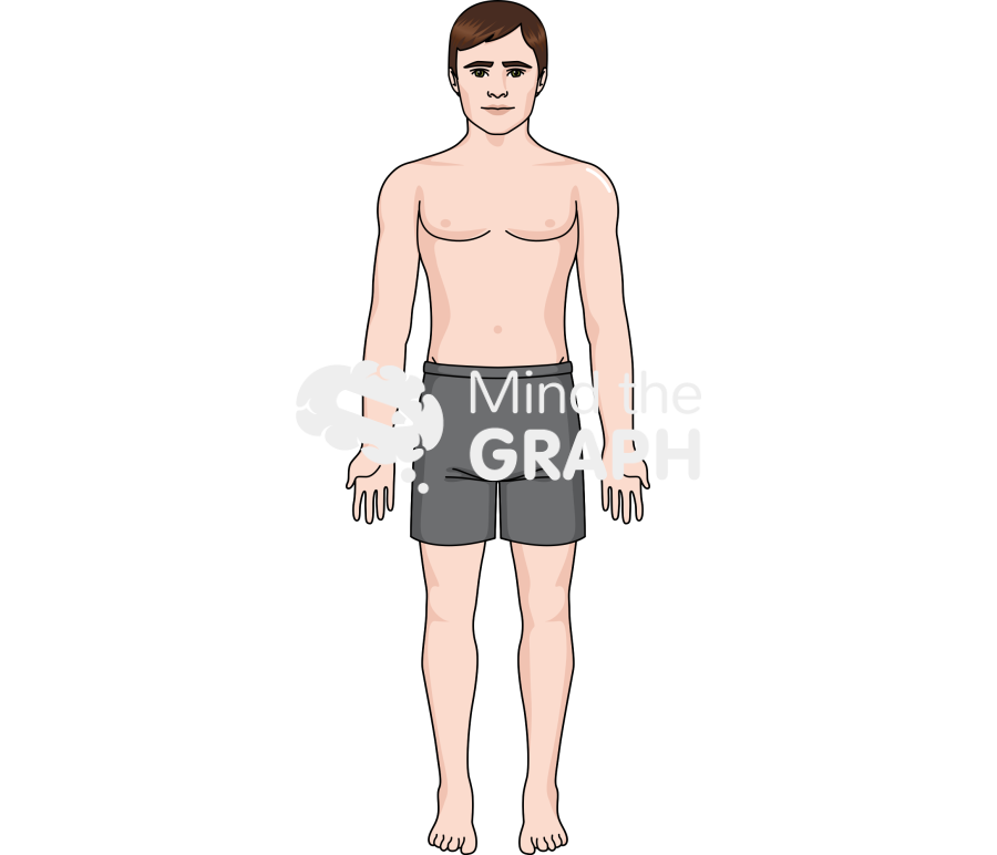 Free Growth stage adult male Icons, Symbols, Pictures, and Images ...