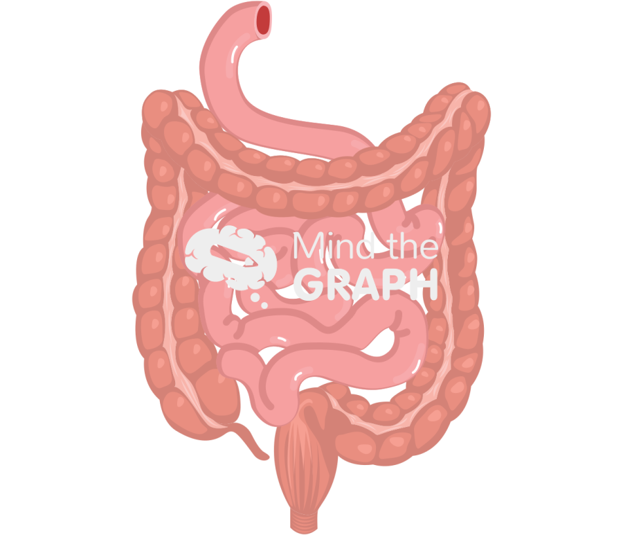 Intestine Large Small intestine-large-small