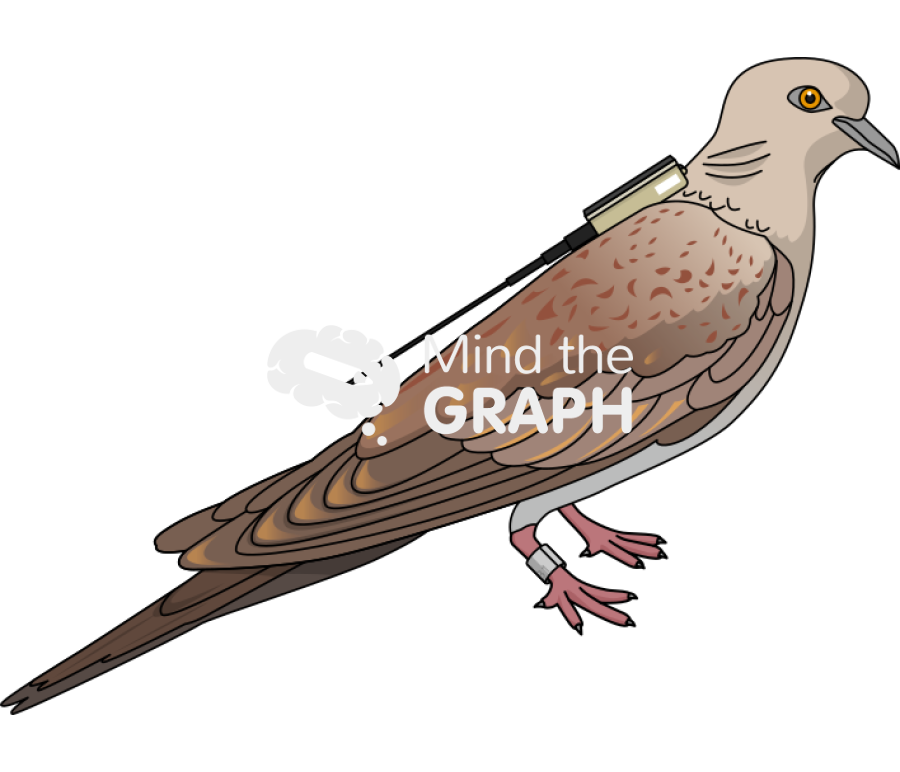Free Juvenile european turtle dove gps Icons, Symbols, Pictures, and ...