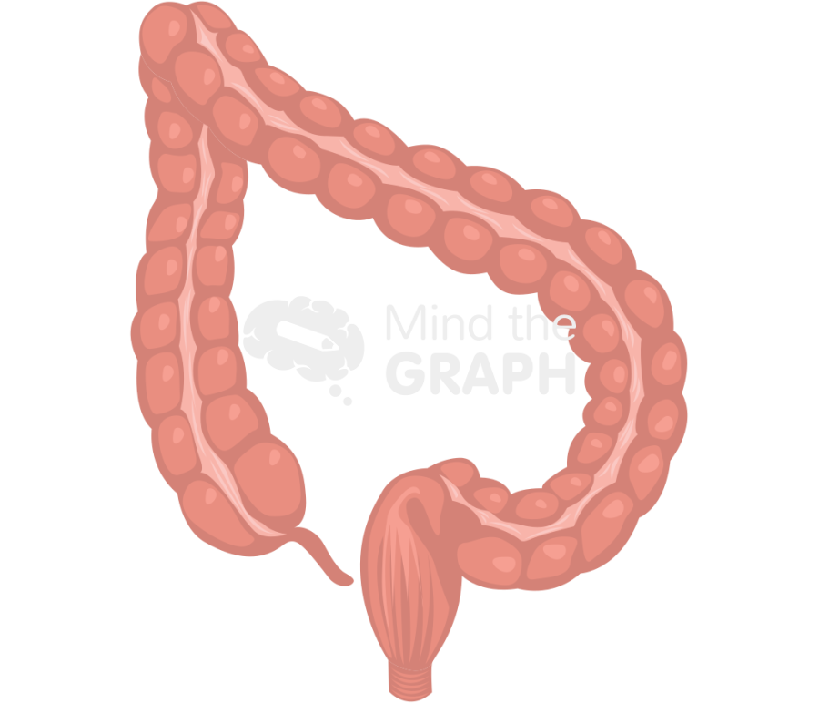 Free Large intestine left colectomy front Icons, Symbols, Pictures, and ...