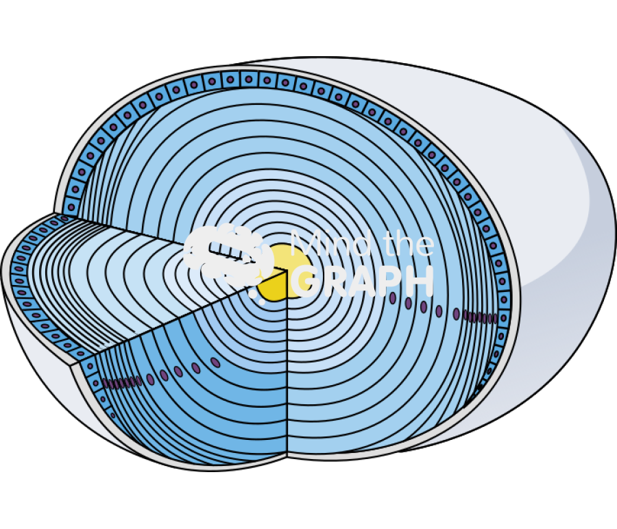 Lens detailed perspective cut