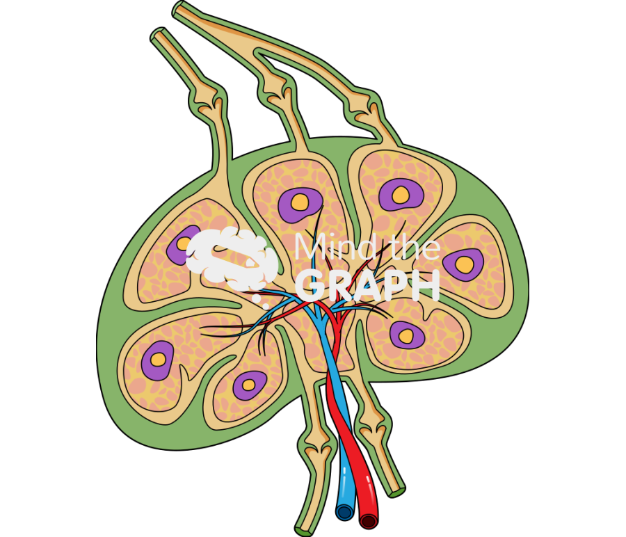 Free Lymph node cut vessel Icons, Symbols, Pictures, and Images | Mind ...