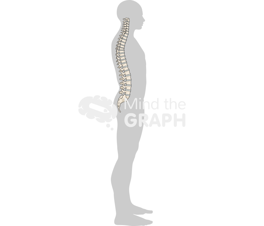 Man column normal lateral body