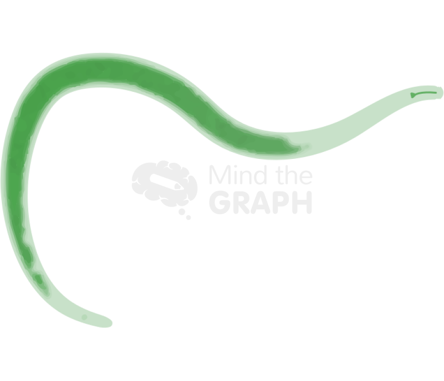 Free Meloidogyne chitwoodi Icons, Symbols, Pictures, and Images | Mind ...