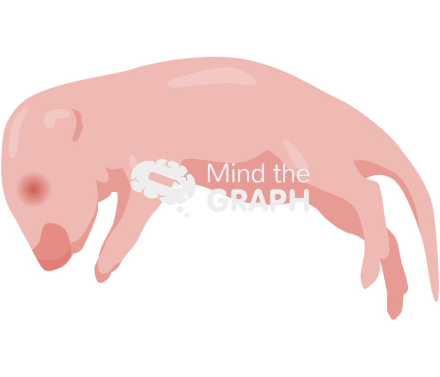 Free Mouse newborn 1 Icons, Symbols, Pictures, and Images | Mind the Graph