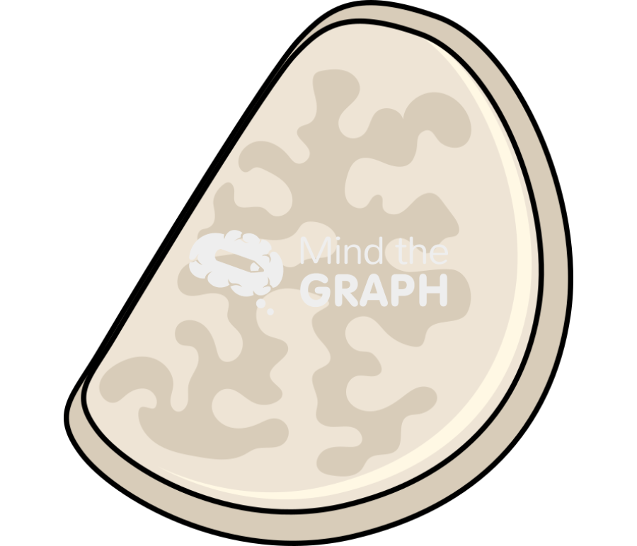 Free Mytilus galloprovincialis larva Icons, Symbols, Pictures, and ...