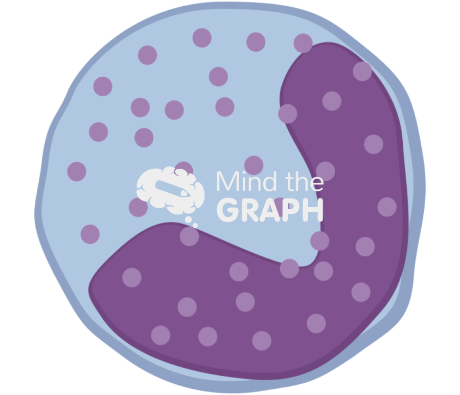 Neutrophil band cell