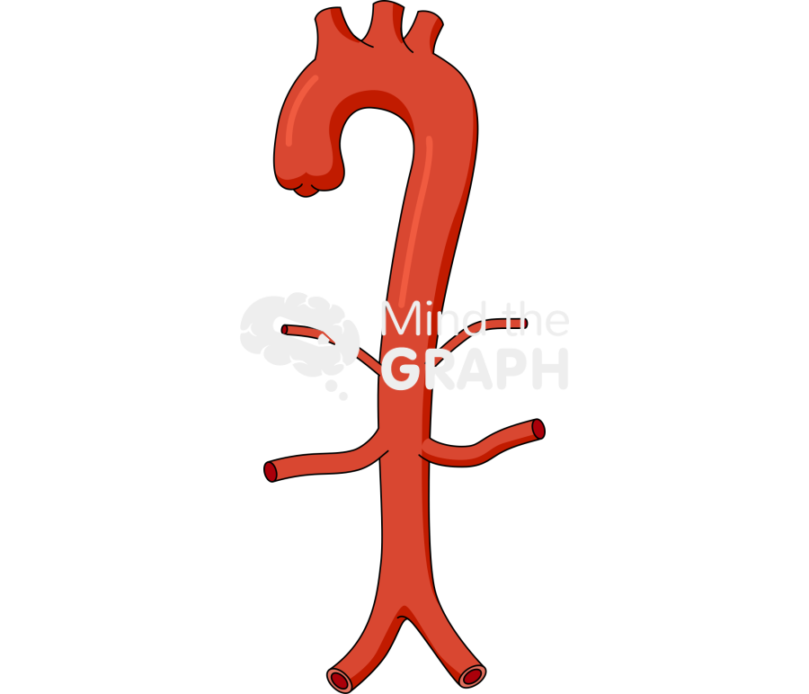 Free Normal aortic front Icons, Symbols, Pictures, and Images | Mind ...