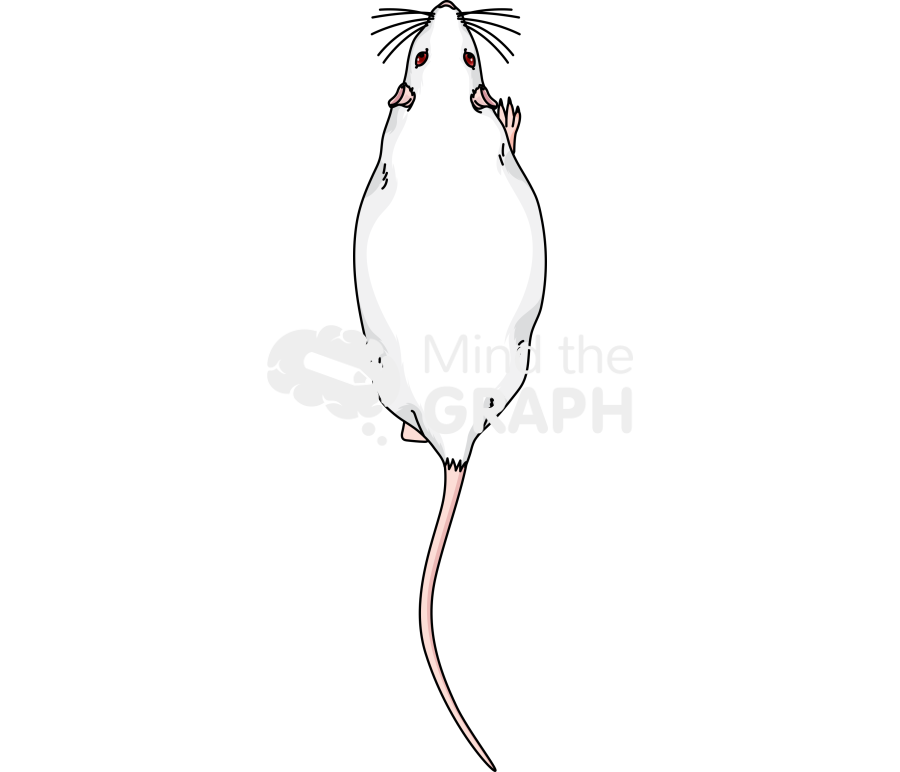 Obese rat walking top