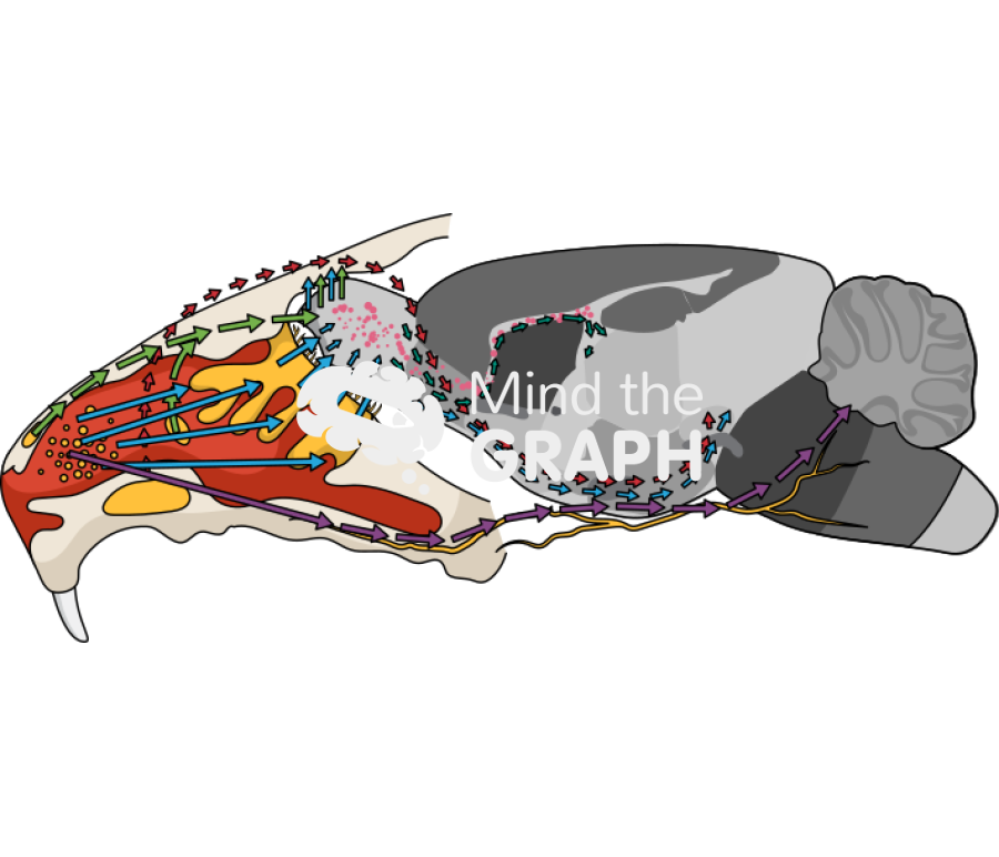 Olfactory trigeminal pathway rat