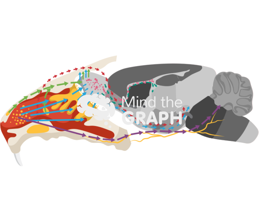 Olfactory trigeminal pathway rat