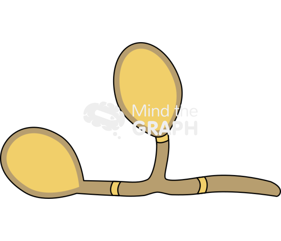 Free Paracoccidioides hypha Icons, Symbols, Pictures, and Images | Mind ...