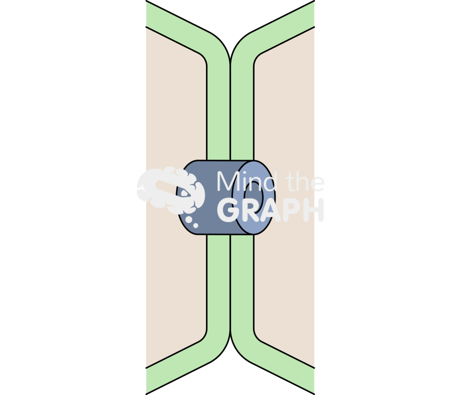 Free Plant cell gap junction 1 membrane Icons, Symbols, Pictures, and ...