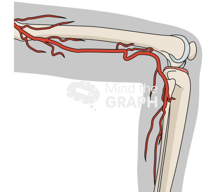 Popliteal artery flexion