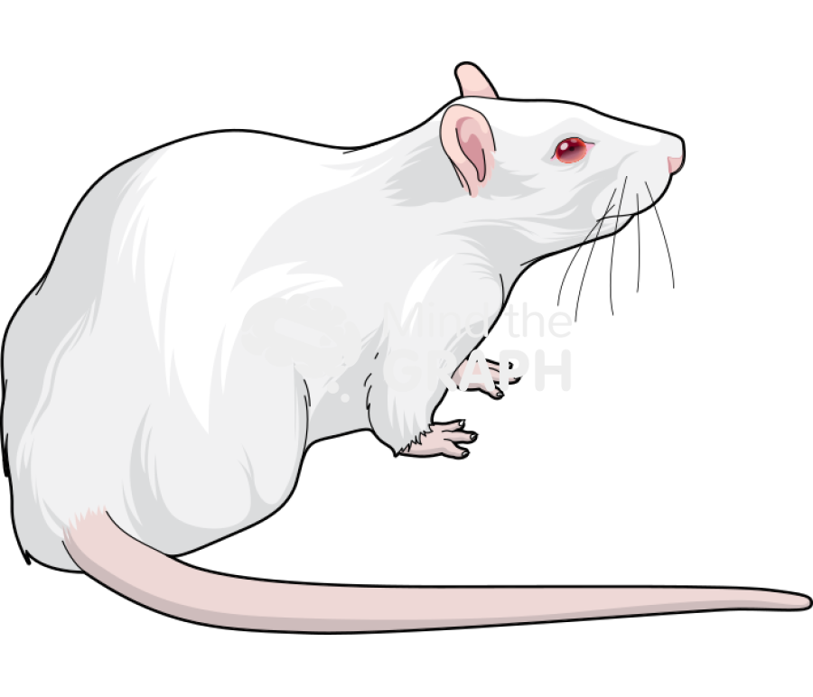 Free Rat 2 Icons, Symbols, Pictures, and Images | Mind the Graph