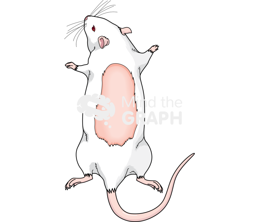 Free Rat back skin dorsum Icons, Symbols, Pictures, and Images | Mind ...