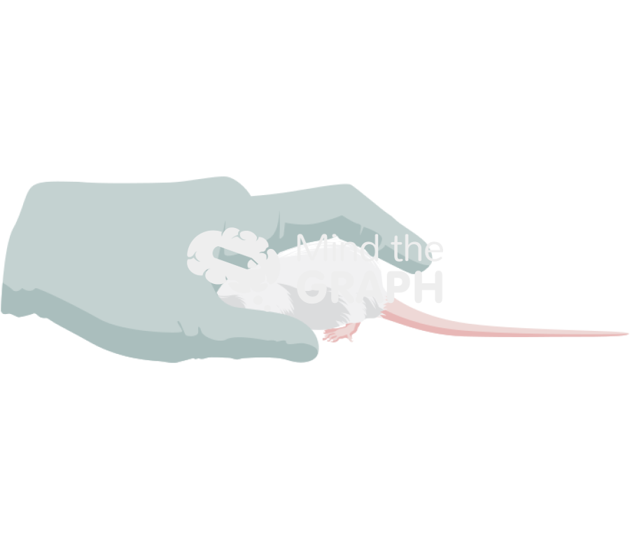 Rat hand 1