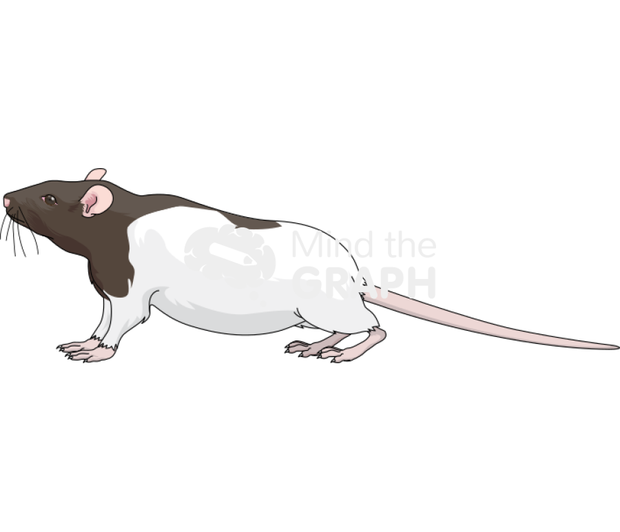 Free Rat lister stretch attend posture Icons, Symbols, Pictures, and ...