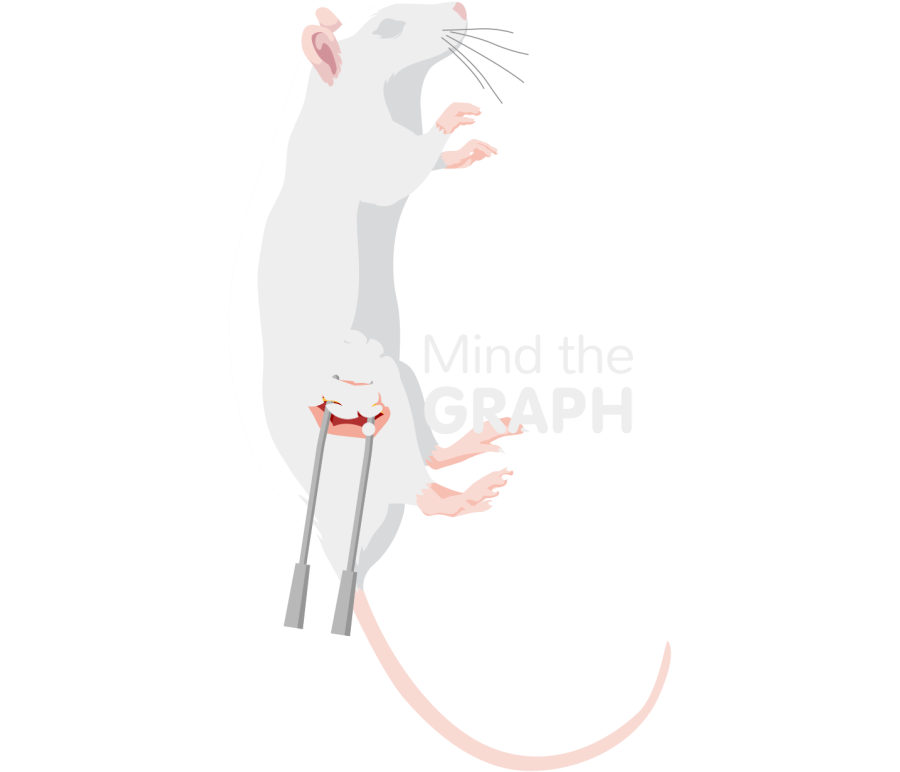 Free Rat sciatic nerve injury Icons, Symbols, Pictures, and Images ...