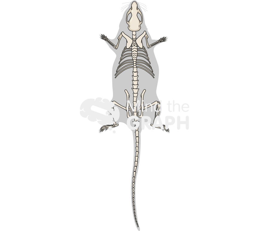 Rat Skeleton Anatomic Shape