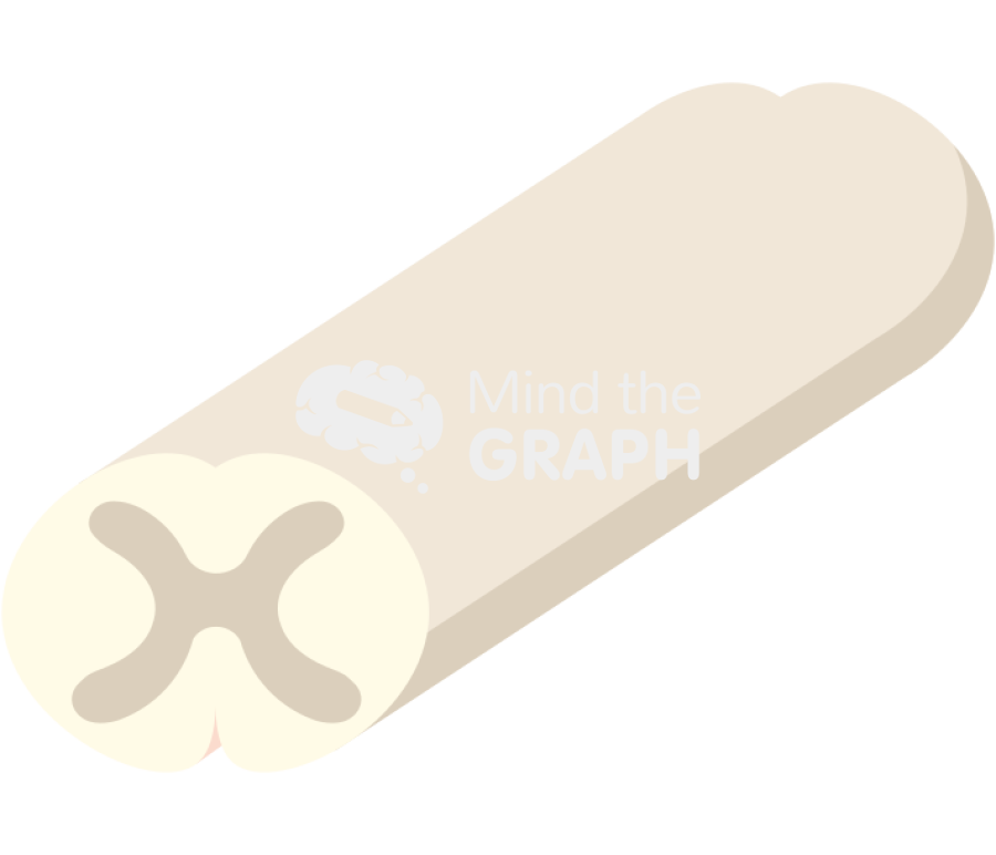 Free Rat spinal cord Icons, Symbols, Pictures, and Images | Mind the Graph