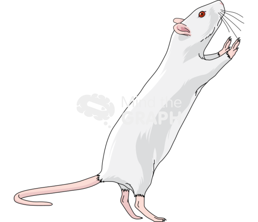 Free Rat trying reach Icons, Symbols, Pictures, and Images | Mind the Graph