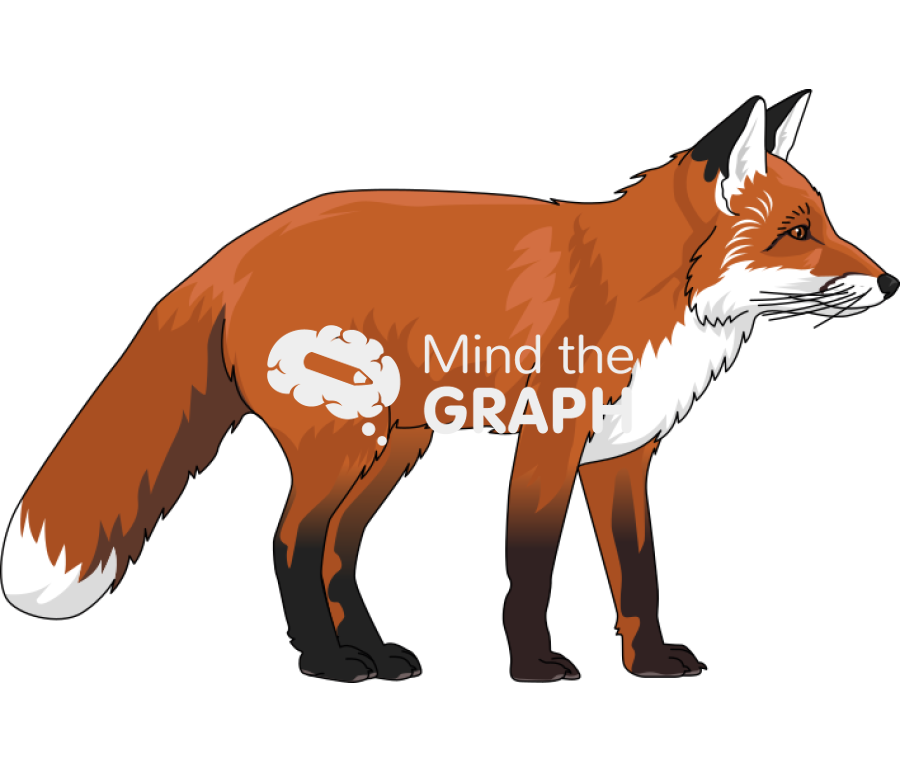 Red Fox Anatomy