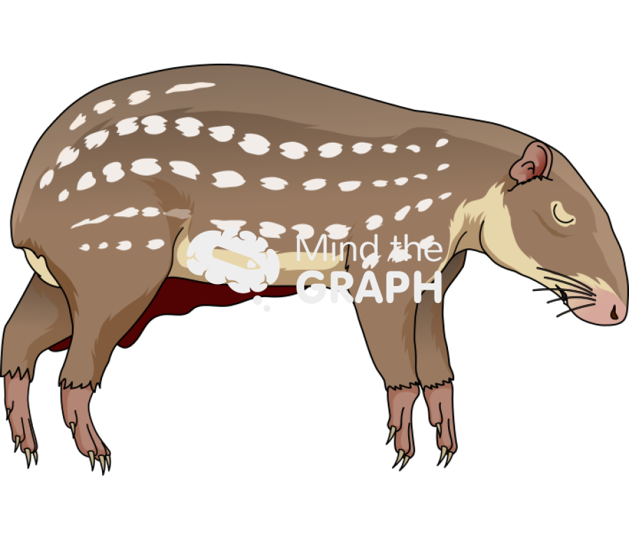 Free Roadkill lowland paca Icons, Symbols, Pictures, and Images | Mind ...