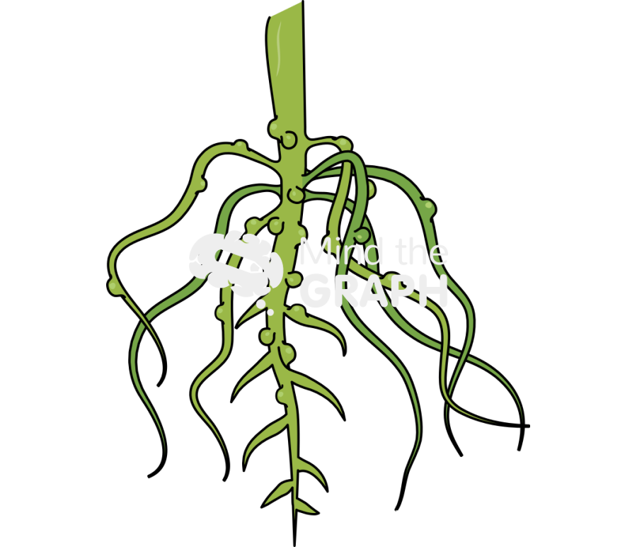 Free Root knot galls Icons, Symbols, Pictures, and Images | Mind the Graph